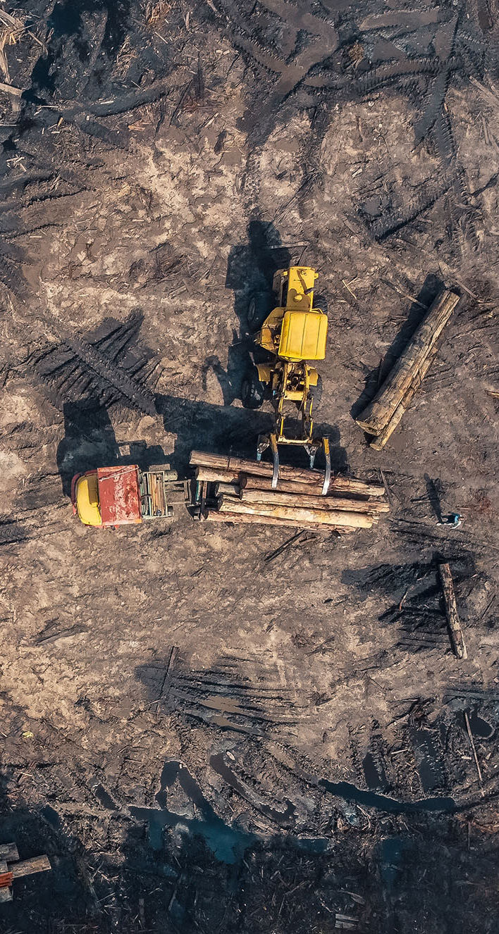 Services | Junior Treetech